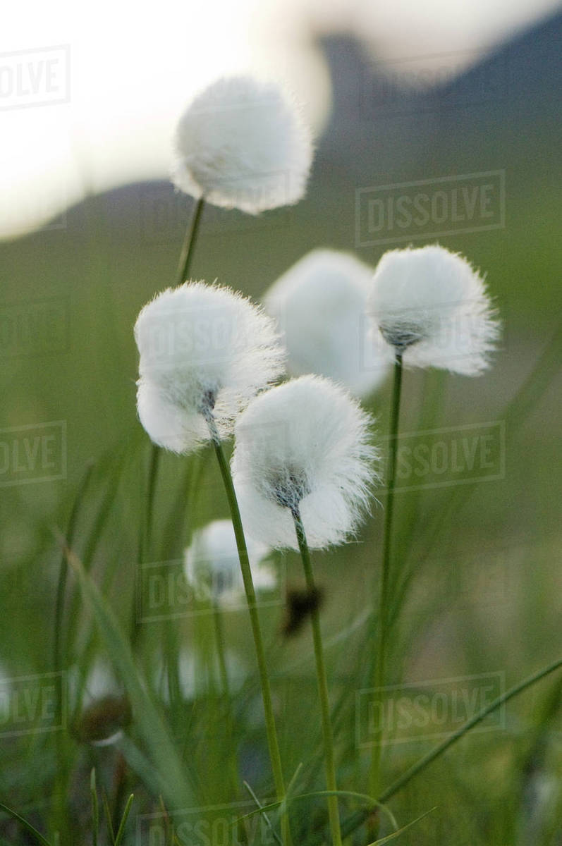 Feathery flowers - Royalty-free Stock Photo | Dissolve