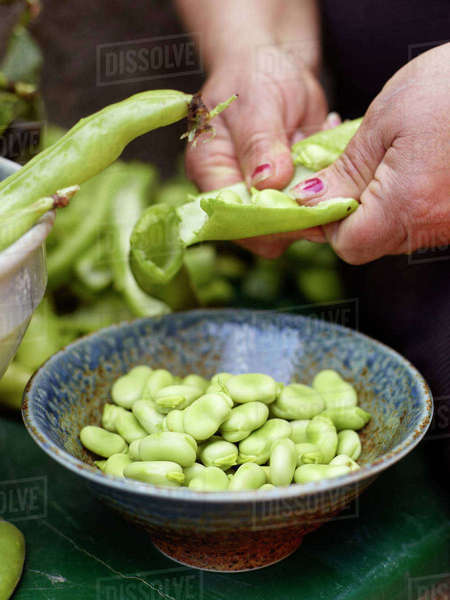 Hands shucking beans - Royalty-free Stock Photo | Dissolve