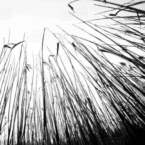 Grass, low angle view - Royalty-free Stock Photo | Dissolve