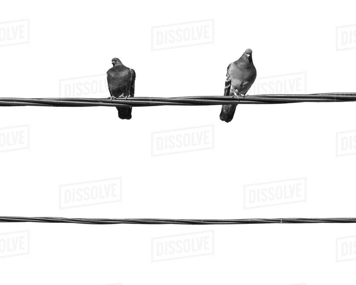Pigeons on wires - Royalty-free Stock Photo | Dissolve
