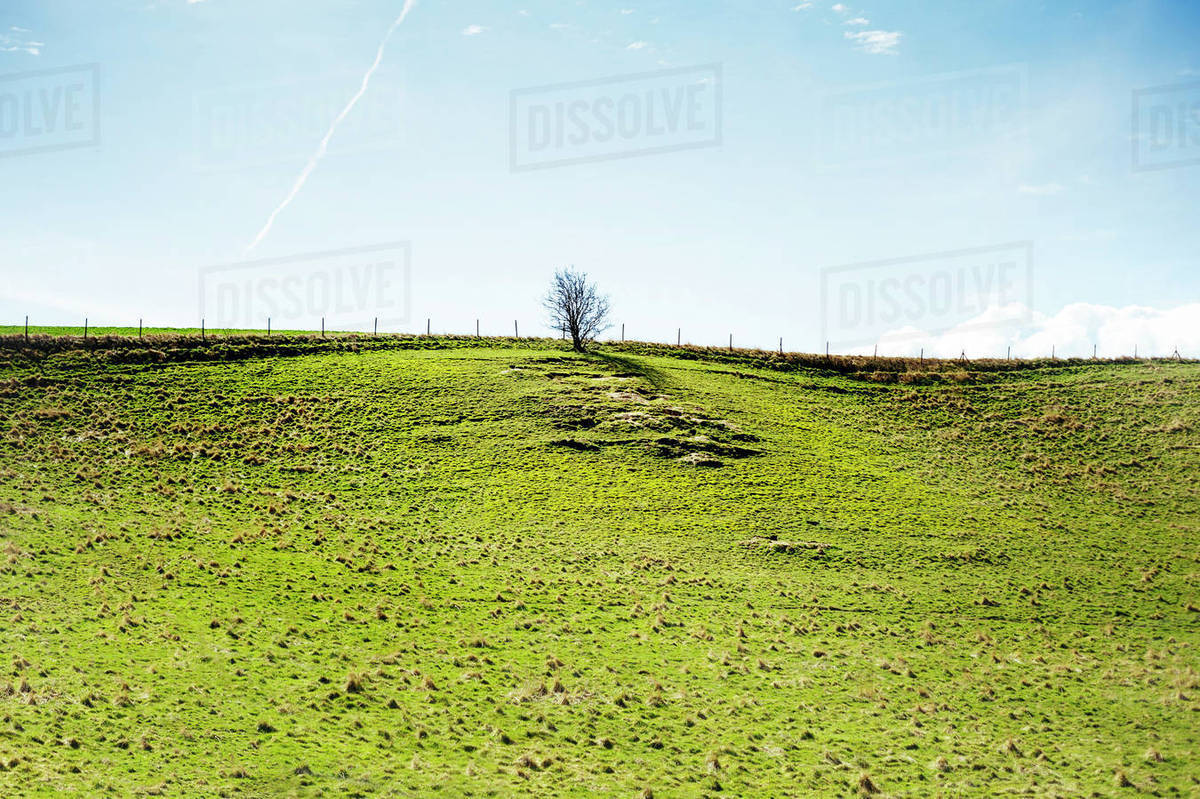 Bare tree on pasture - Stock Photo - Dissolve
