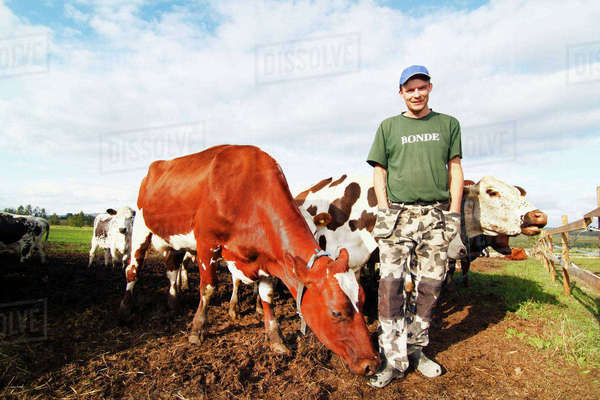 Man with cows on pasture - Royalty-free Stock Photo | Dissolve
