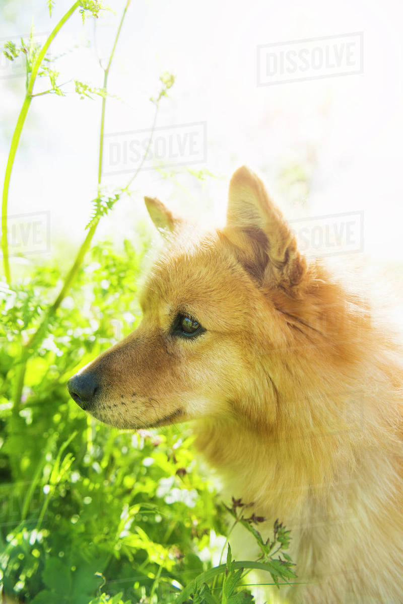 Dog on meadow - Royalty-free Stock Photo | Dissolve