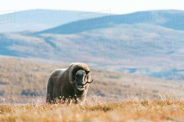 Musk ox on meadow - Royalty-free Stock Photo | Dissolve
