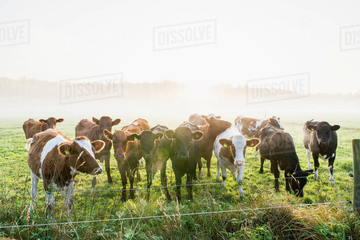 Cows on pasture - Royalty-free Stock Photo | Dissolve