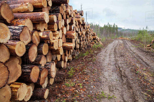 Logs in pile - Stock Photo - Dissolve