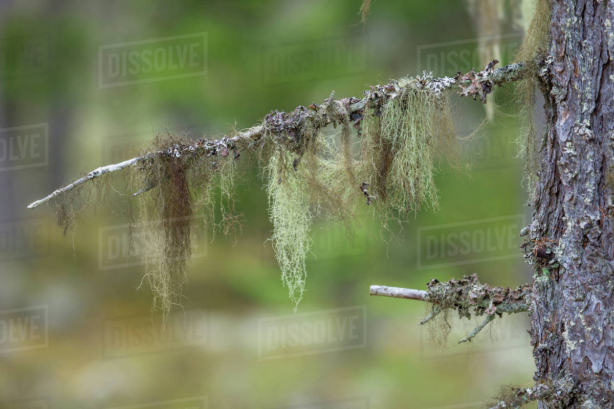 Moss on branch - Royalty-free Stock Photo | Dissolve