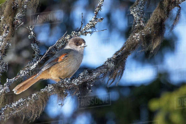 Bird on branch - Stock Photo - Dissolve