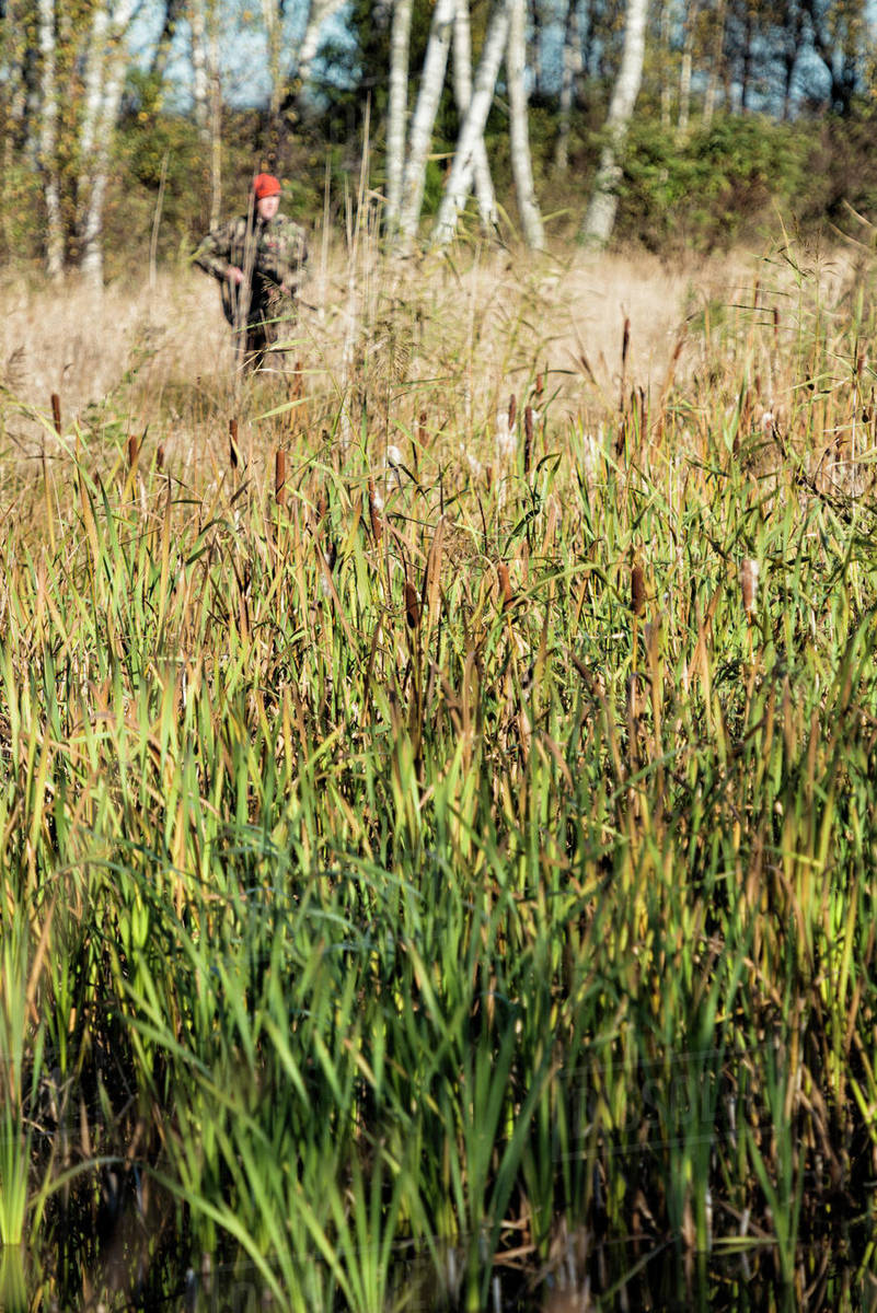 Man hunting, grass on foreground - Stock Photo - Dissolve