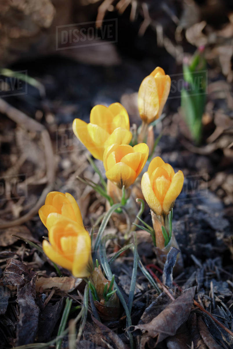 Yellow crocuses - Royalty-free Stock Photo | Dissolve