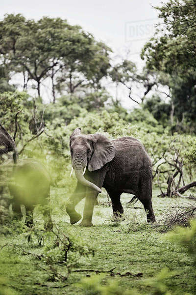 Elephants walking - Stock Photo - Dissolve