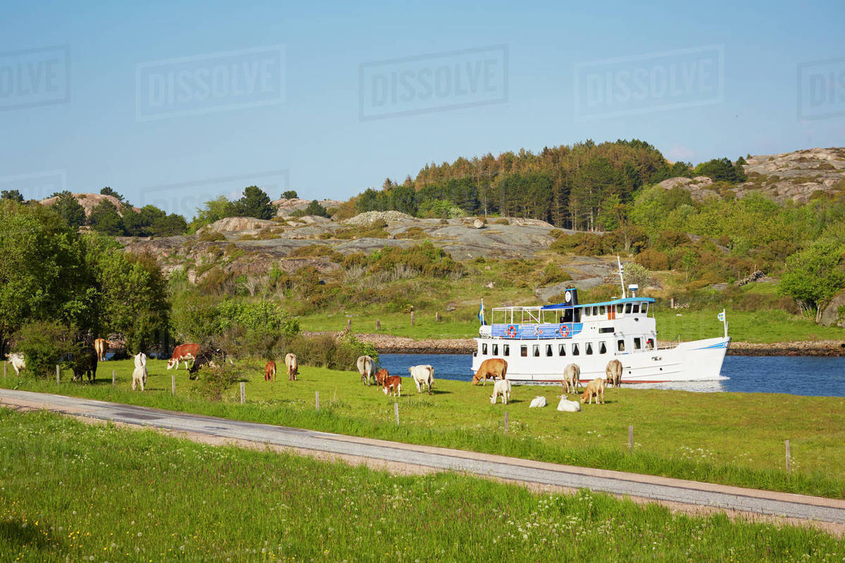 Cows grazing, boat on background - Royalty-free Stock Photo | Dissolve