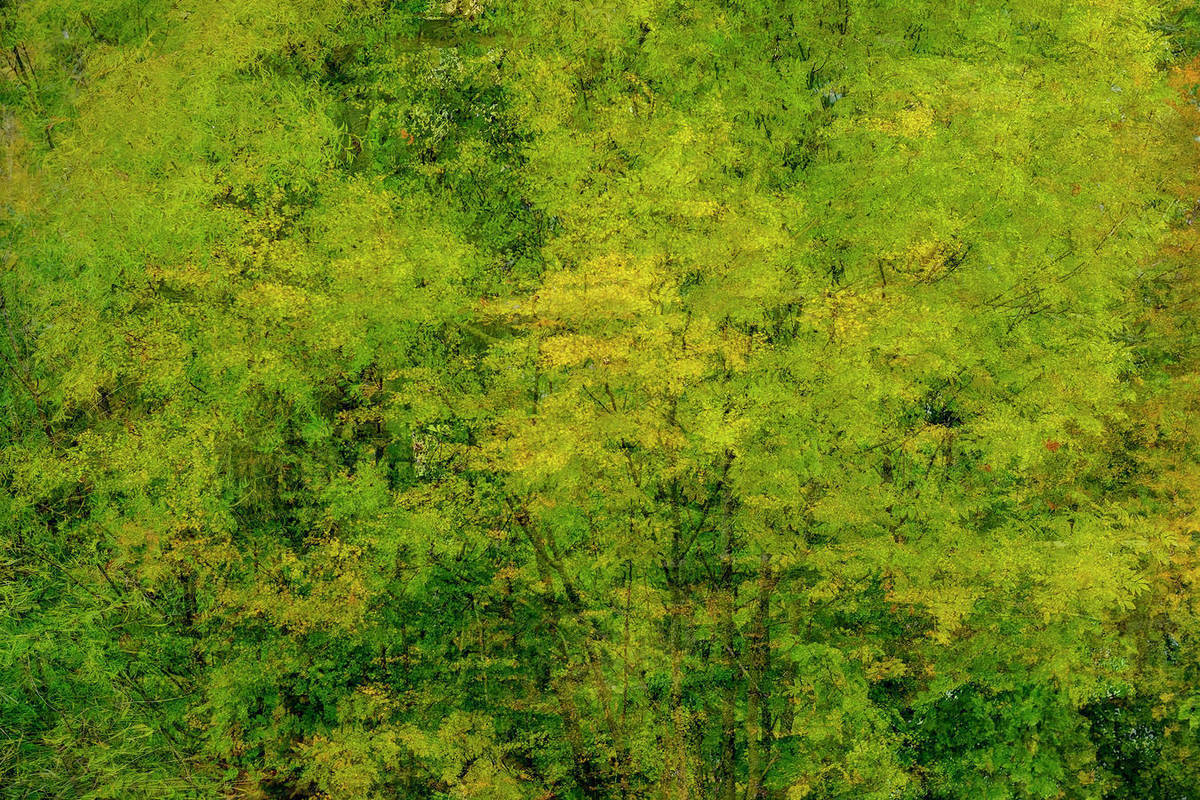 Double exposure of forest - Royalty-free Stock Photo | Dissolve