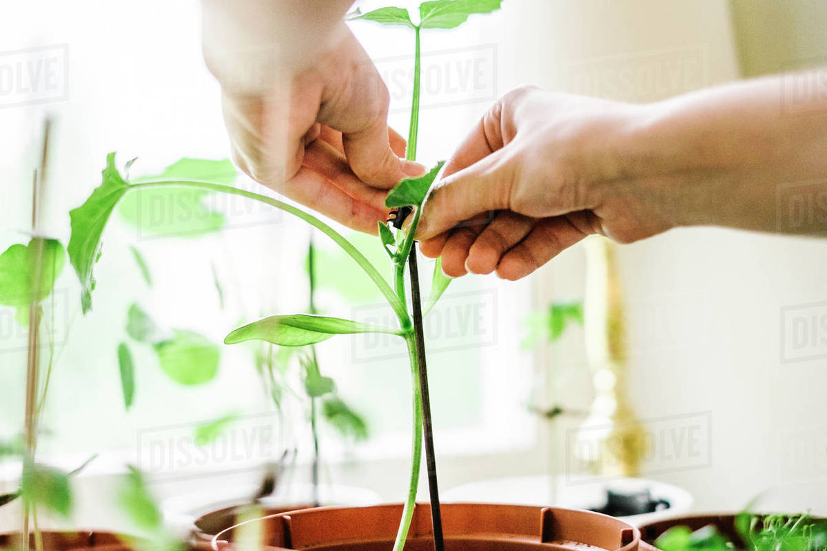 Hands tying plant - Stock Photo - Dissolve