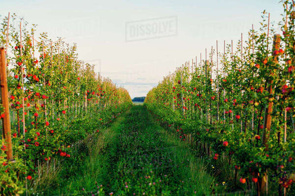 Apple orchard - Stock Photo - Dissolve