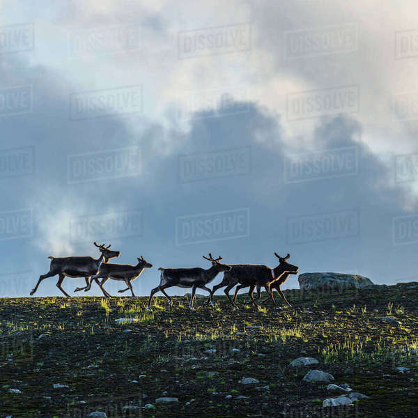 Group of reindeer - Stock Photo - Dissolve