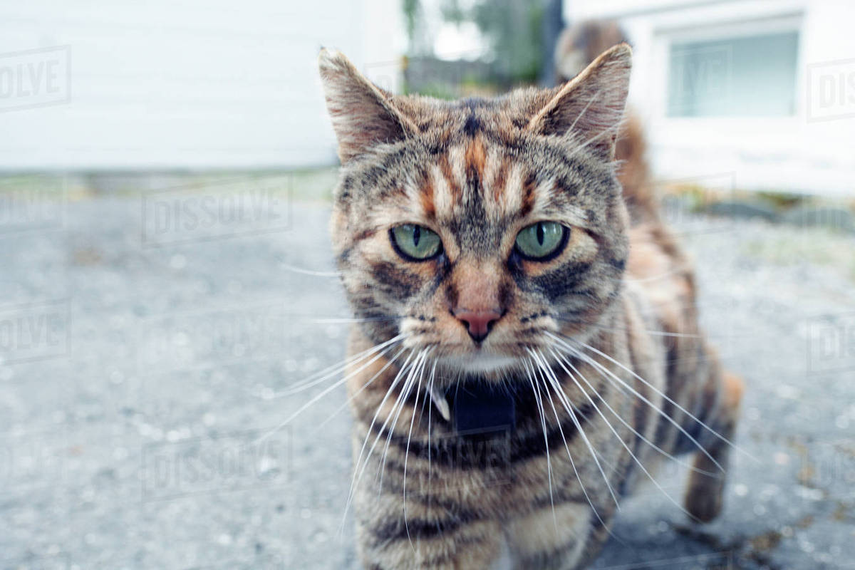 Cat looking at camera - Royalty-free Stock Photo | Dissolve