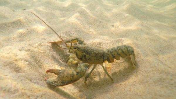 Big lobster walking on the sandy ocean floor - Stock Video Footage ...