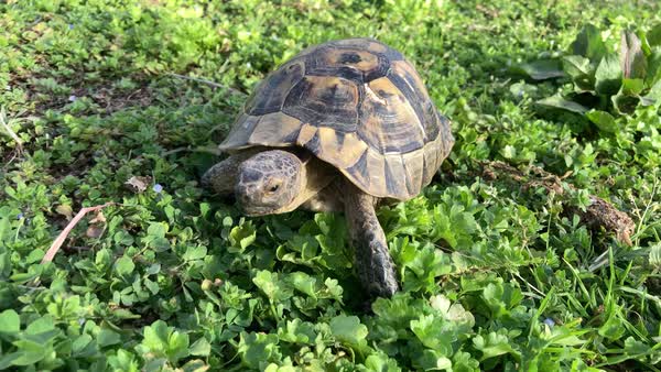 Tortoise turtle slowly moving through the scene on green grass walking ...