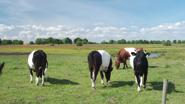 Dutch Belted cow in the Vechtdal during a springtime day. The Dutch ...