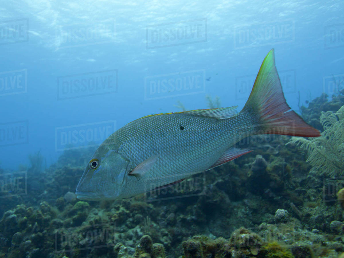Colorful fish swimming underwater - Royalty-free Stock Photo | Dissolve