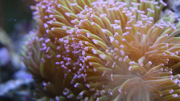 Sea anemones are a group of water dwelling and predatory animals - 4K ...