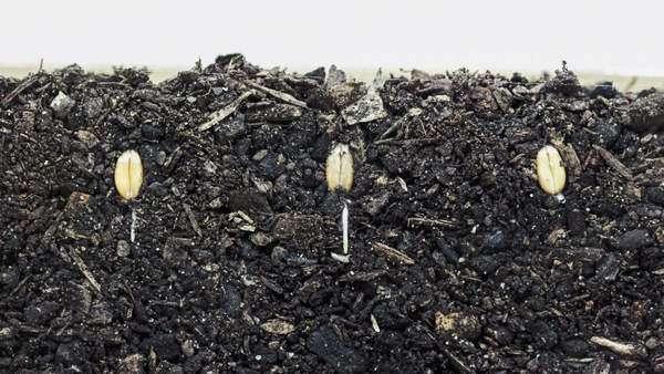 Timelapse of grain seeds growing from the ground, underground and ...