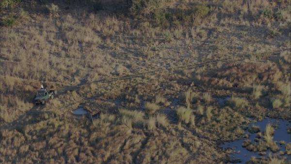 African Wild Dogs Forest Safari. The shot shows a pack of african wild ...