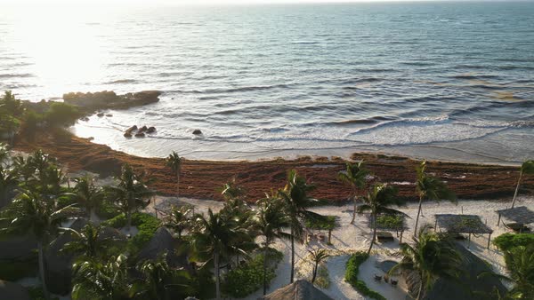 Sargassum Seaweed Crisis with Beaches in Mexico Battling Gulfweed ...