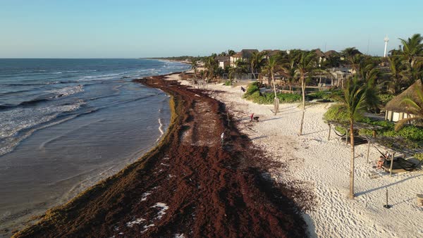 Mexican Beach Resorts Tackling Sargassum Gulfweed on the Beaches ...