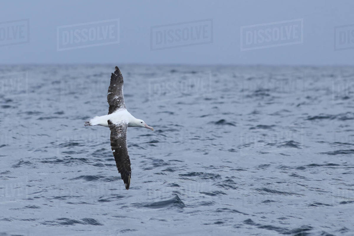 Southern royal albatross flying over sea - Royalty-free Stock Photo ...