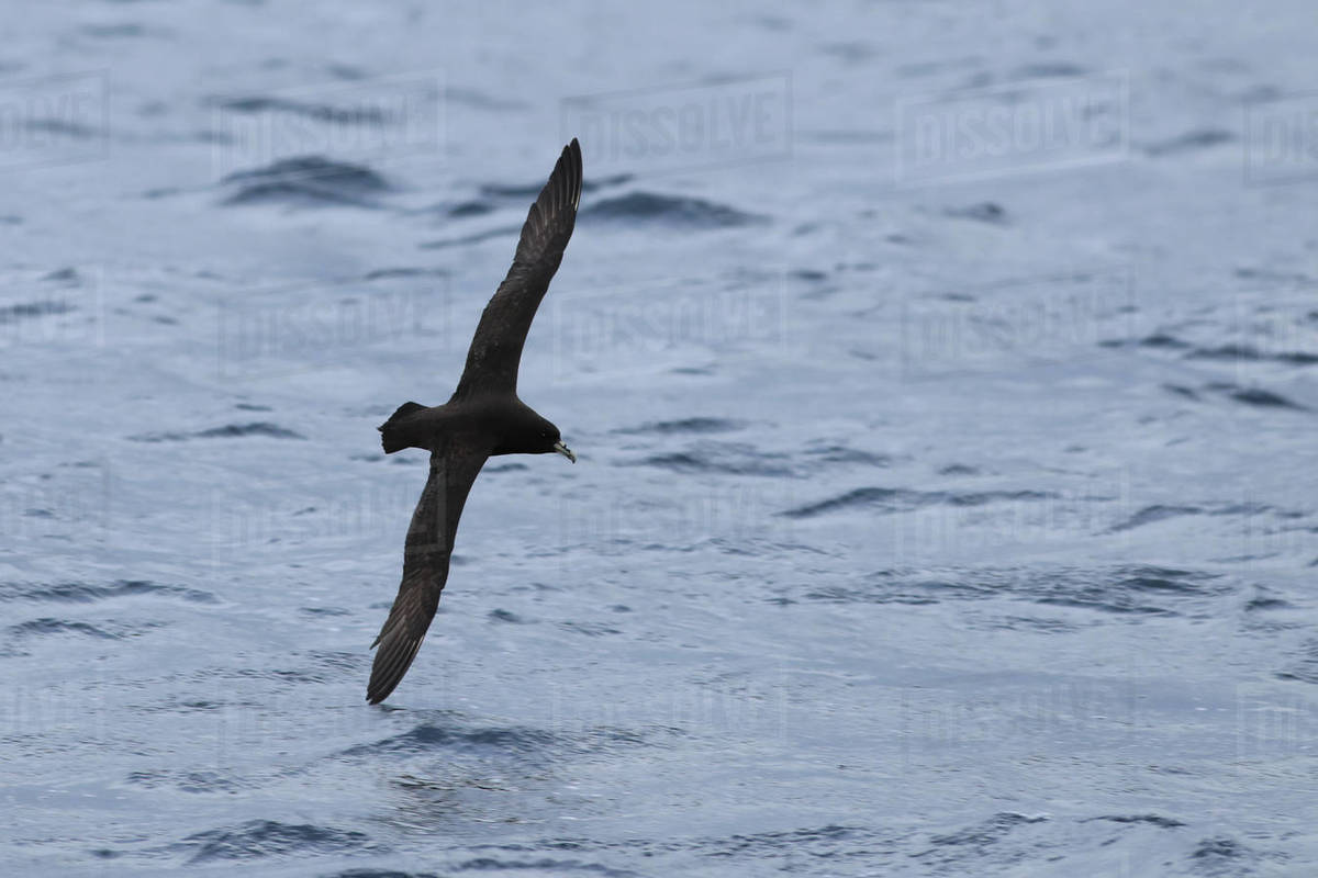 White-chinned petrel flying over sea - Royalty-free Stock Photo | Dissolve