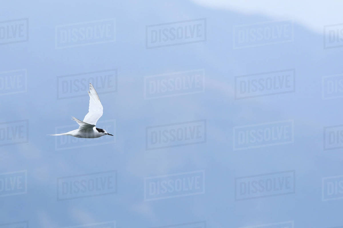 White-fronted tern flying against sky - Royalty-free Stock Photo | Dissolve