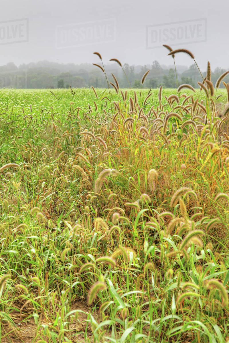 A Vertical of colorful grasses on a misty early fall day - Stock Photo ...