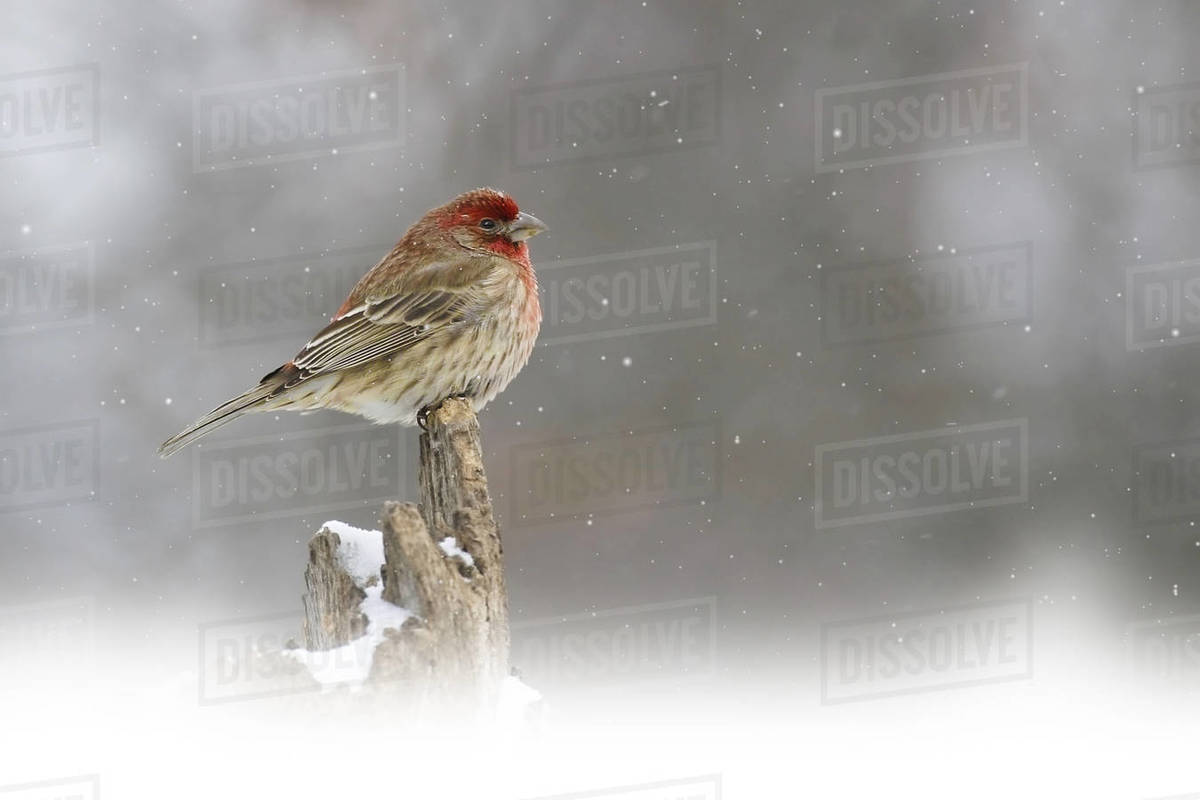 A House Finch, Haemorhous mexicanus, in snow storm - Royalty-free Stock ...