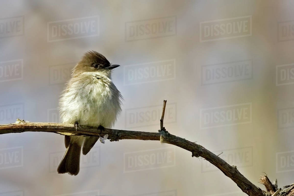 An Eastern Phoebe, Sayornis phoebe, perched on branch - Stock Photo ...