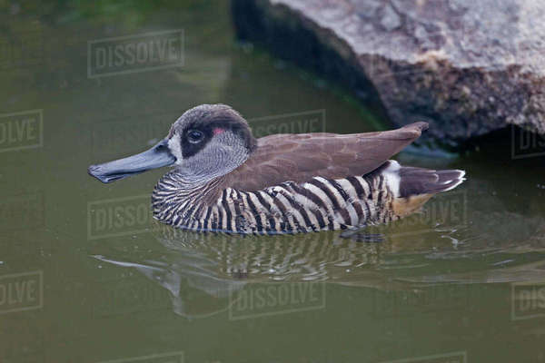 A Pink-eared Duck, Malacorhynchus membranaceus, relaxing on the water ...