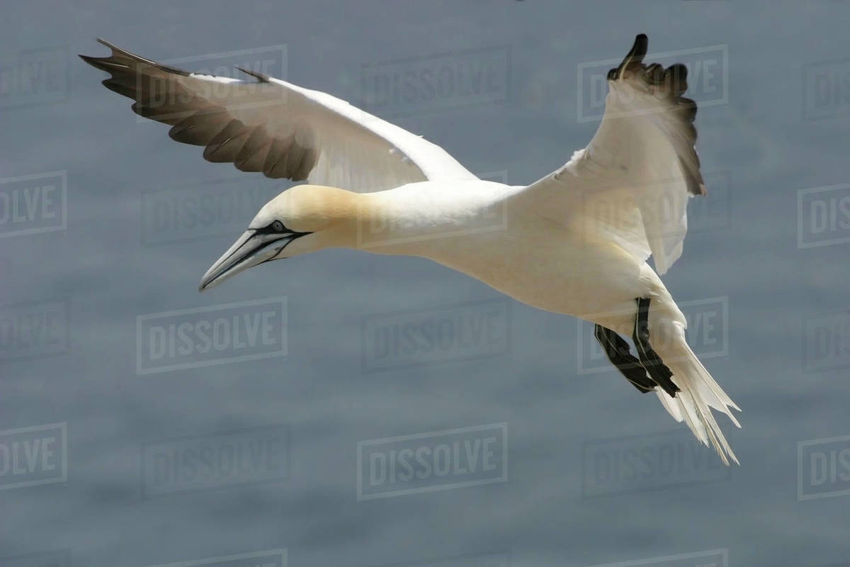 A Northern Gannet, Sula leucogaster - Royalty-free Stock Photo | Dissolve