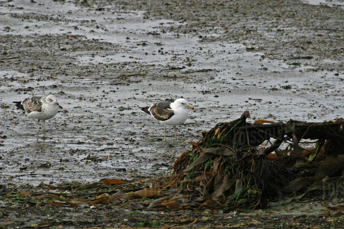 View of Kelp Gull, Larus dominicanus, adult and immature - Royalty-free ...