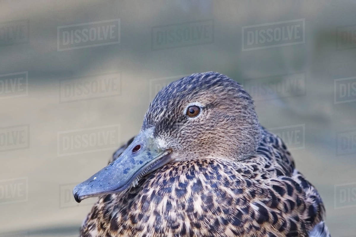 A Female Red Shoveler, Anas platalea, close up view - Royalty-free ...