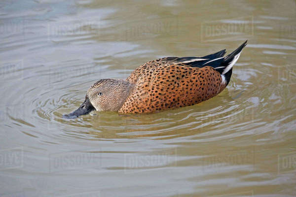 A Male Red Shoveler, Anas platalea, foraging on the water - Royalty ...