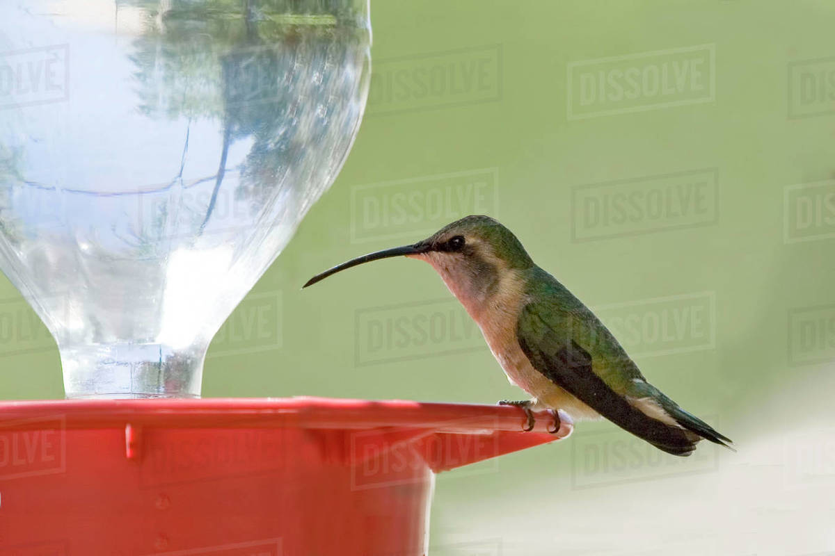 A Lucifer Hummingbird, Calothorax lucifer, at feeder - Royalty-free ...
