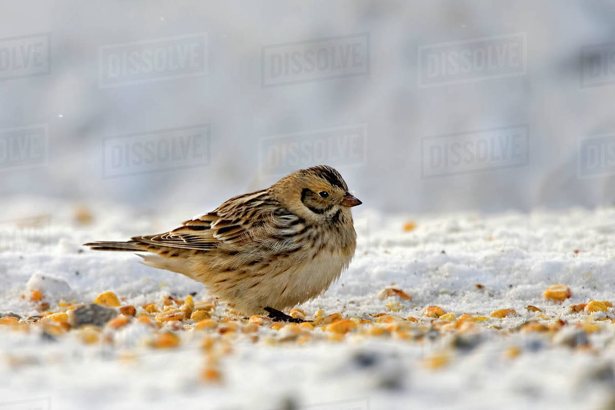 A Lapland Longspur or Bunting, Calcarius lapponicus, eating corn ...
