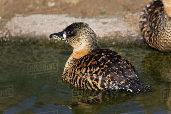A Close up view of a White-backed Duck, Thalassornis leuconotus ...