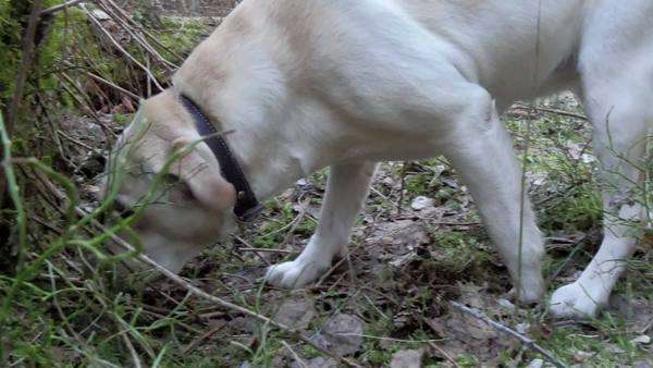 Sniffing Labrador dog on the root of the tree. The tree is uprooted ...