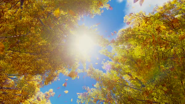 Look up at the autumn leaves falling from trees in slow motion and ...