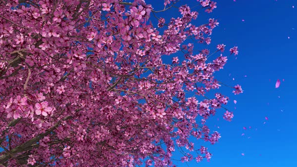 Close up of pink sakura cherry tree in full blossom and flower petals ...