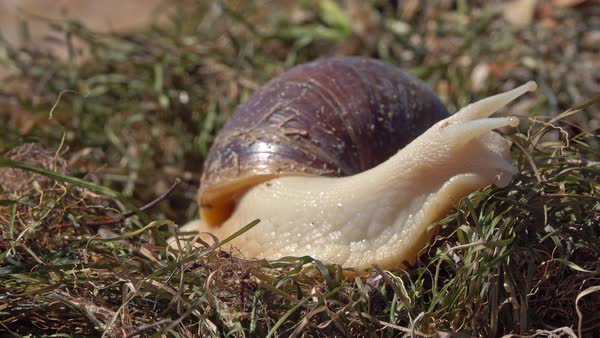 African giant snail (Bekicot, Achatina fulica, Archachatina marginata ...
