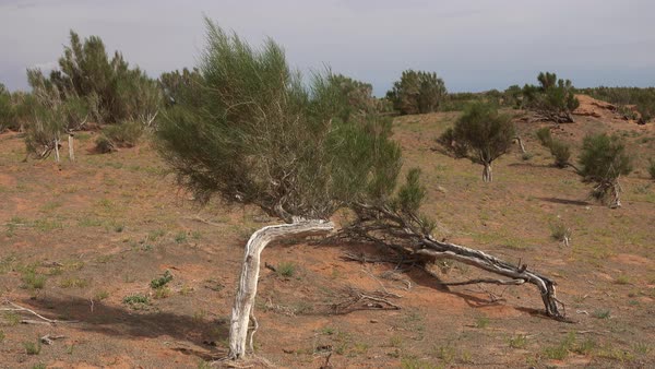 Bizarrely curved trees in saxaul forest, Gobi Desert, Mongolia, 4k ...