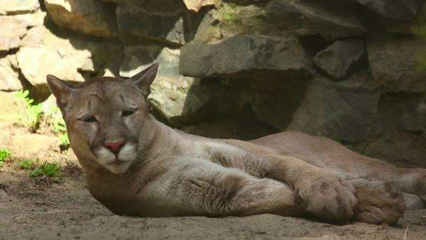 Puma male courting a female during mating season - Stock Video Footage ...